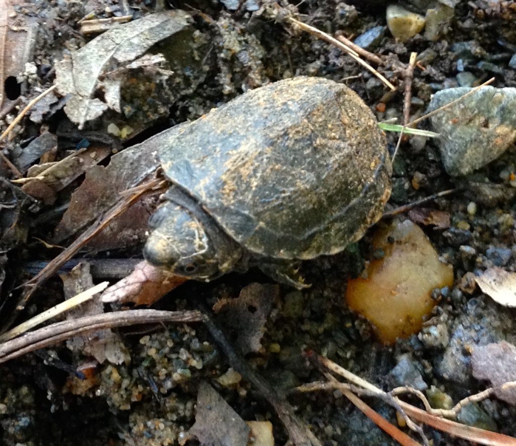 Forebay Dredging – Beavers Readjust to Riparian Renewal – Greenbelt ...