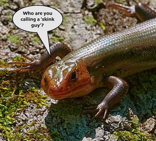 Skink Memes You Haven't Seen Cute Until You've Seen A Blue Tongue