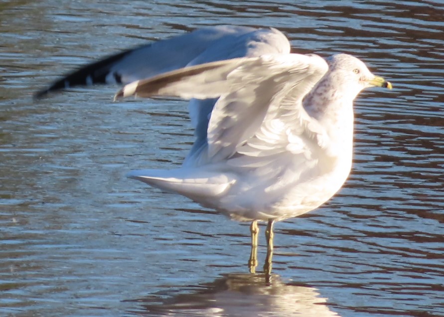 A seagull stands at Ora Glen Pond in Greenbelt East.