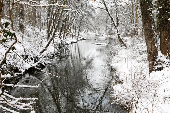The stream by Judy McCord